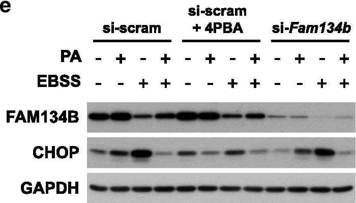 FAM134B Antibody (NBP2-55248) | Bio-Techne