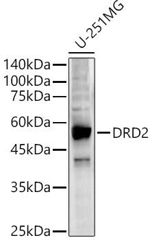 Dopamine D2R/DRD2 Antibody - Azide and BSA Free (NBP2-92097) by Novus ...
