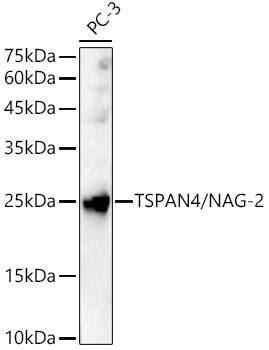 Tetraspanin-4 Antibody - Azide and BSA Free (NBP2-93365) by Novus, Part ...