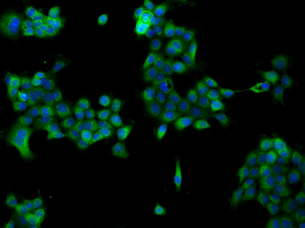 NDUFB6 Antibody - BSA Free (NBP3-12619) by Novus, Part of Bio-Techne