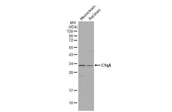 Complement Component C1qA Antibody (HL1695) - Azide and BSA Free (NBP3 ...