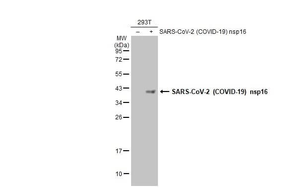 SARS-CoV-2 nsp16 Products | Bio-Techne