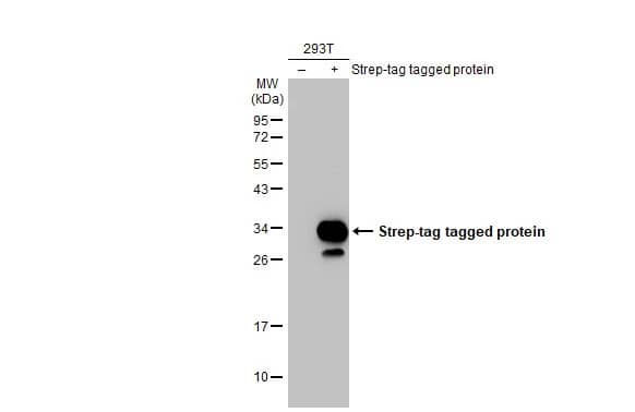 Strep II Tag Antibody (HL1252) - Azide and BSA Free (NBP3-25699) by ...