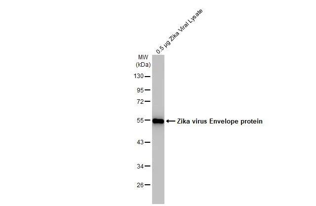 Zika Virus Envelope Products