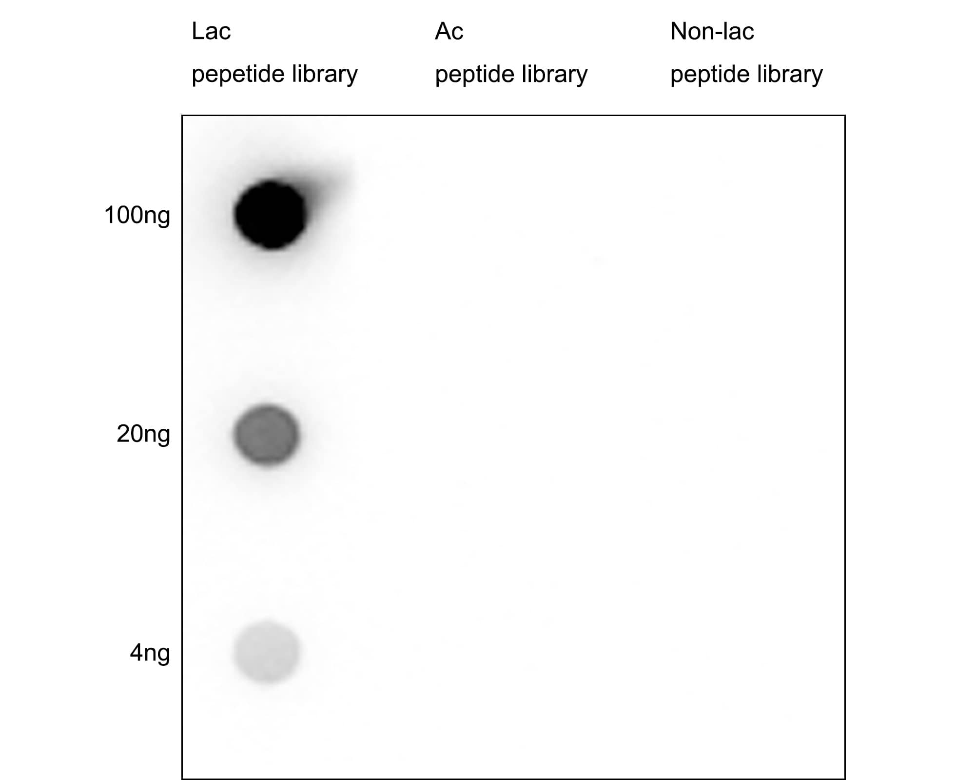 Lactyl-Lysine Antibody (PSH03-73) (NBP3-33149) by Novus, Part of Bio-Techne