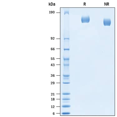 Recombinant SARS-CoV-2 Spike (GCN4-IZ) His Protein, CF (10638-CV) by R&D Systems, Part of Bio-Techne