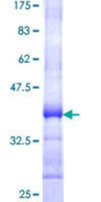 RP2 Products | Bio-Techne