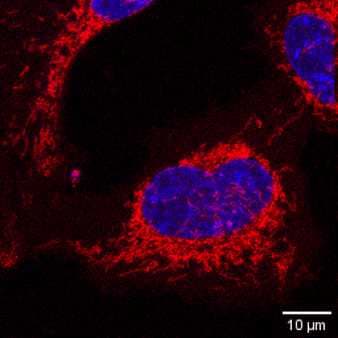 MitoBrilliant™ 646 | Mitochondria Dyes and Probes | Bio-Techne
