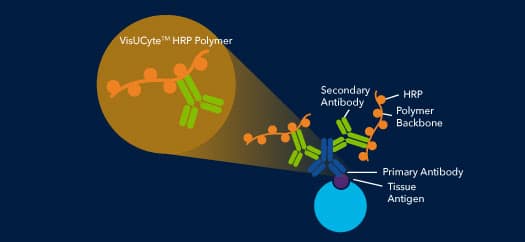 Mouse/Rabbit VisUCyte HRP Polymer-DAB Staining Kit (VCTS002B) | Bio-Techne