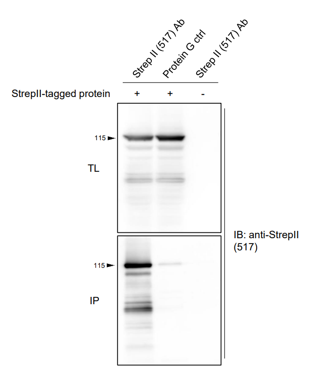 Strep II Tag Antibody (517) (NBP2-43735) | Bio-Techne