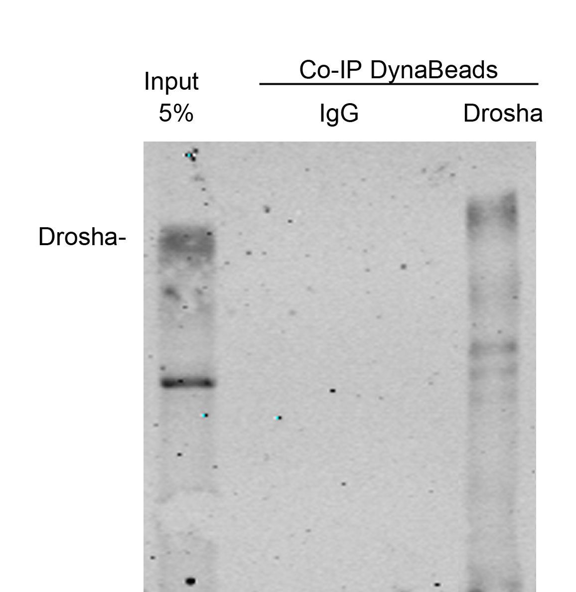 Drosha Antibody (NBP1-03349) | Bio-Techne