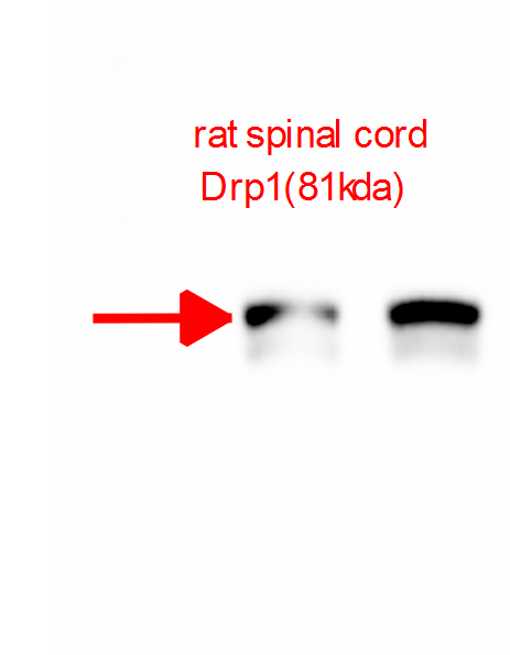 DRP1 Antibody - BSA Free (NB110-55288) | Bio-Techne