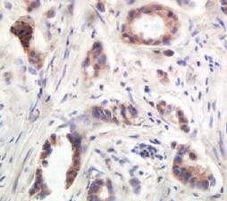 Mouse PD-L1/B7-H1 Antibody (AF1019) | Bio-Techne