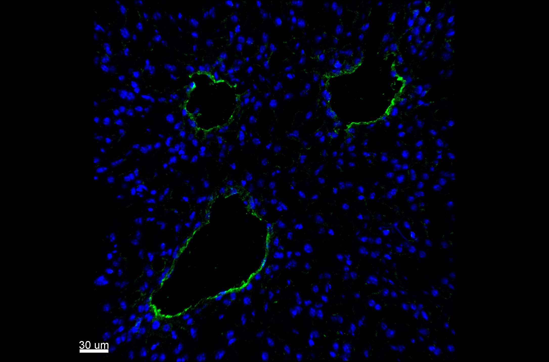 Human/Mouse/Rat CD31/PECAM‑1 Antibody (AF3628) | Bio-Techne