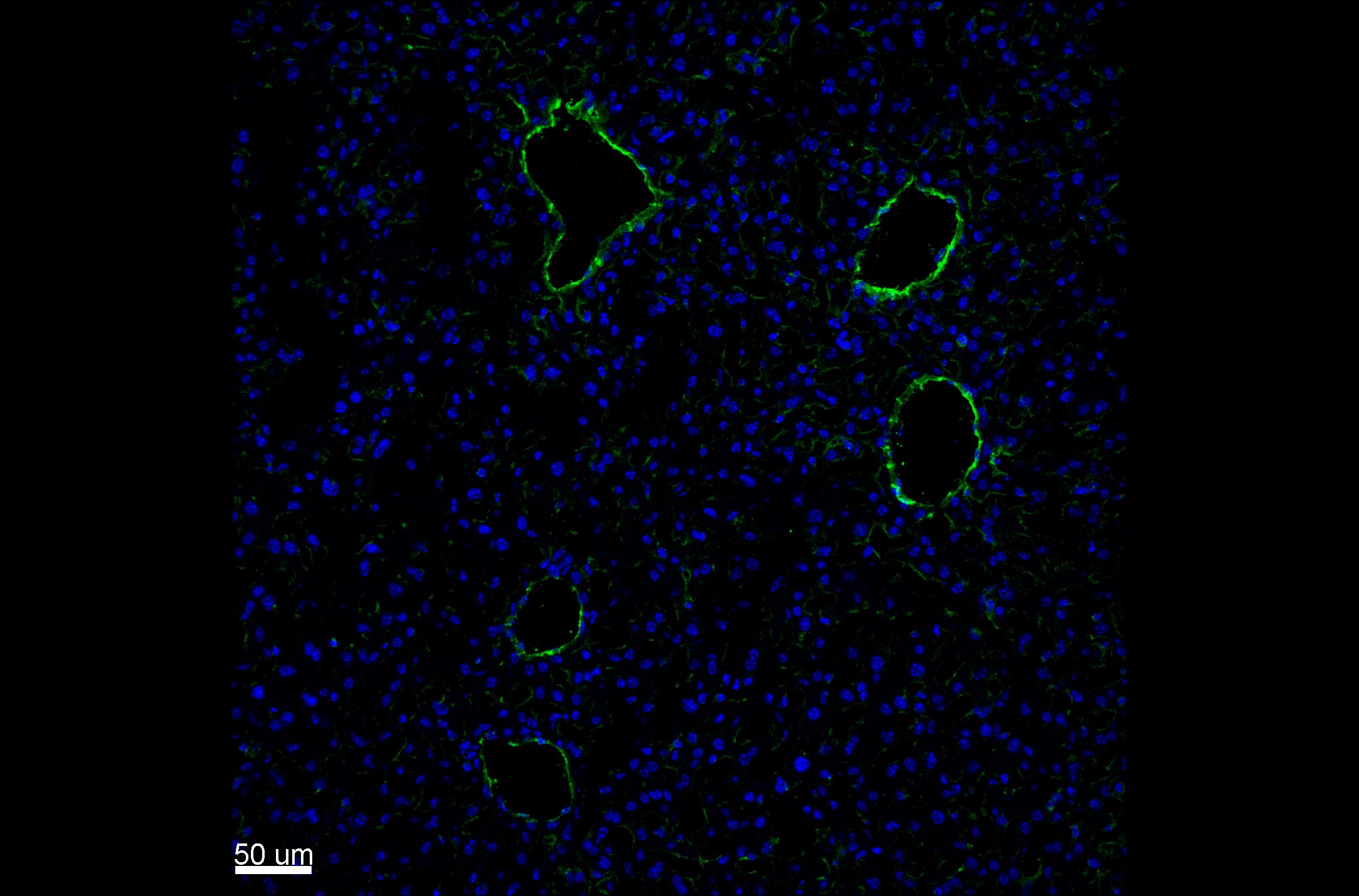 Human/Mouse/Rat CD31/PECAM‑1 Antibody (AF3628) | Bio-Techne