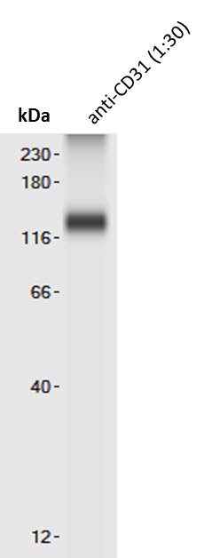 Human/Mouse/Rat CD31/PECAM‑1 Antibody (AF3628) | Bio-Techne