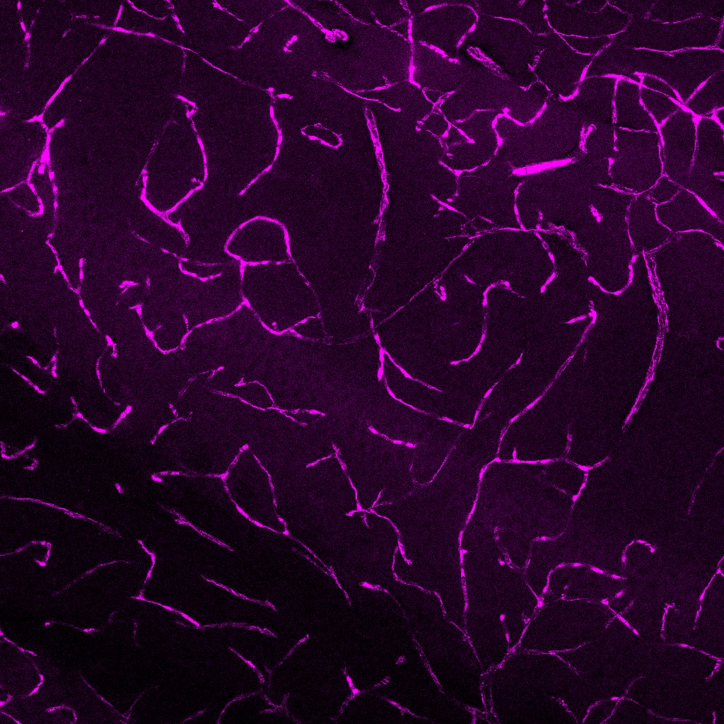 Human/Mouse/Rat CD31/PECAM‑1 Antibody (AF3628) | Bio-Techne