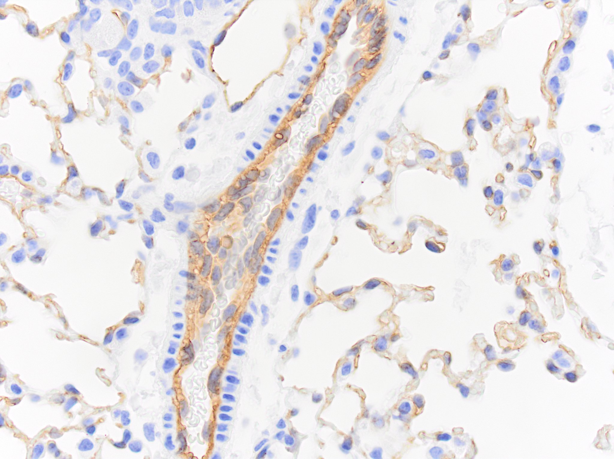 Human/Mouse/Rat CD31/PECAM‑1 Antibody (AF3628) | Bio-Techne
