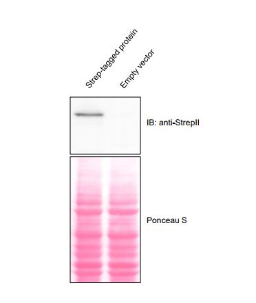Strep II Tag Antibody (517) (NBP2-43735) | Bio-Techne