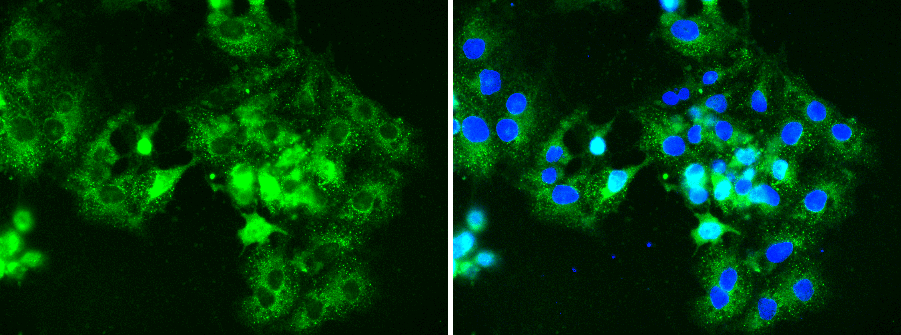 GCM1 Antibody (NBP2-48520) | Bio-Techne