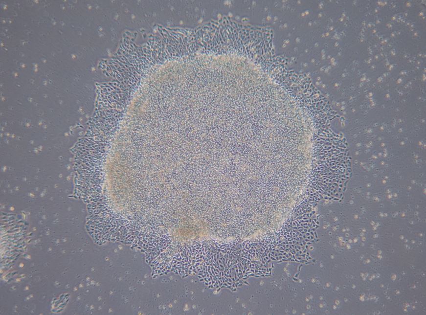 Recombinant Human SCF Protein (255-SC) | Bio-Techne