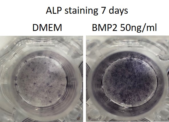 Recombinant Human/Mouse/Rat BMP-2 Protein (355-BM) | Bio-Techne