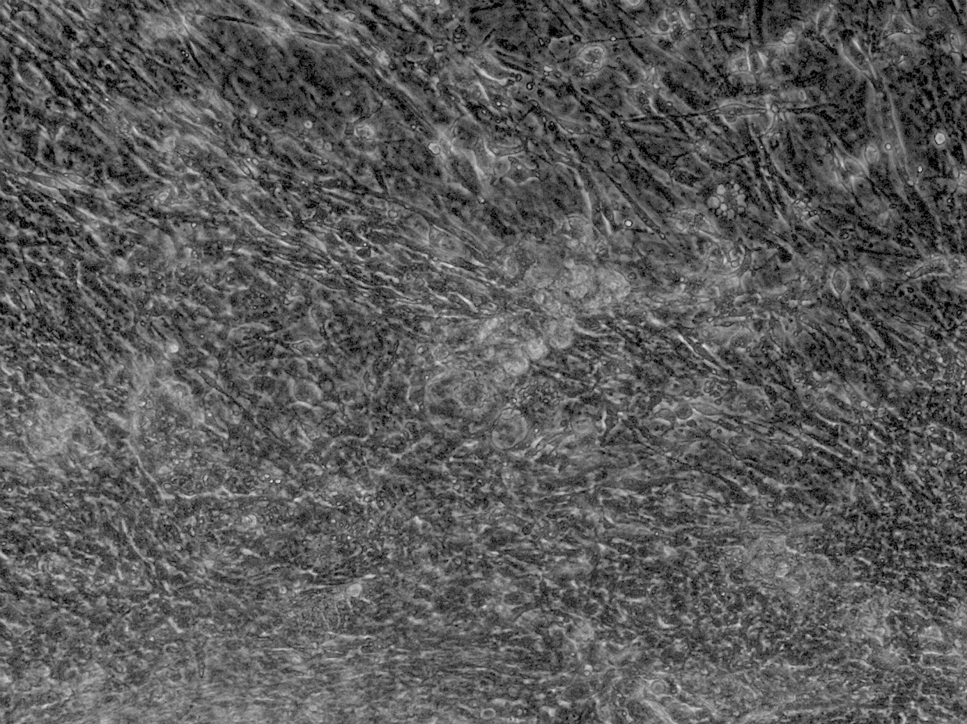 Recombinant Human Wnt-3a Protein (5036-WN) | Bio-Techne