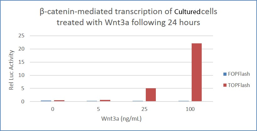 Recombinant Human Wnt-3a Protein (5036-WN) | Bio-Techne
