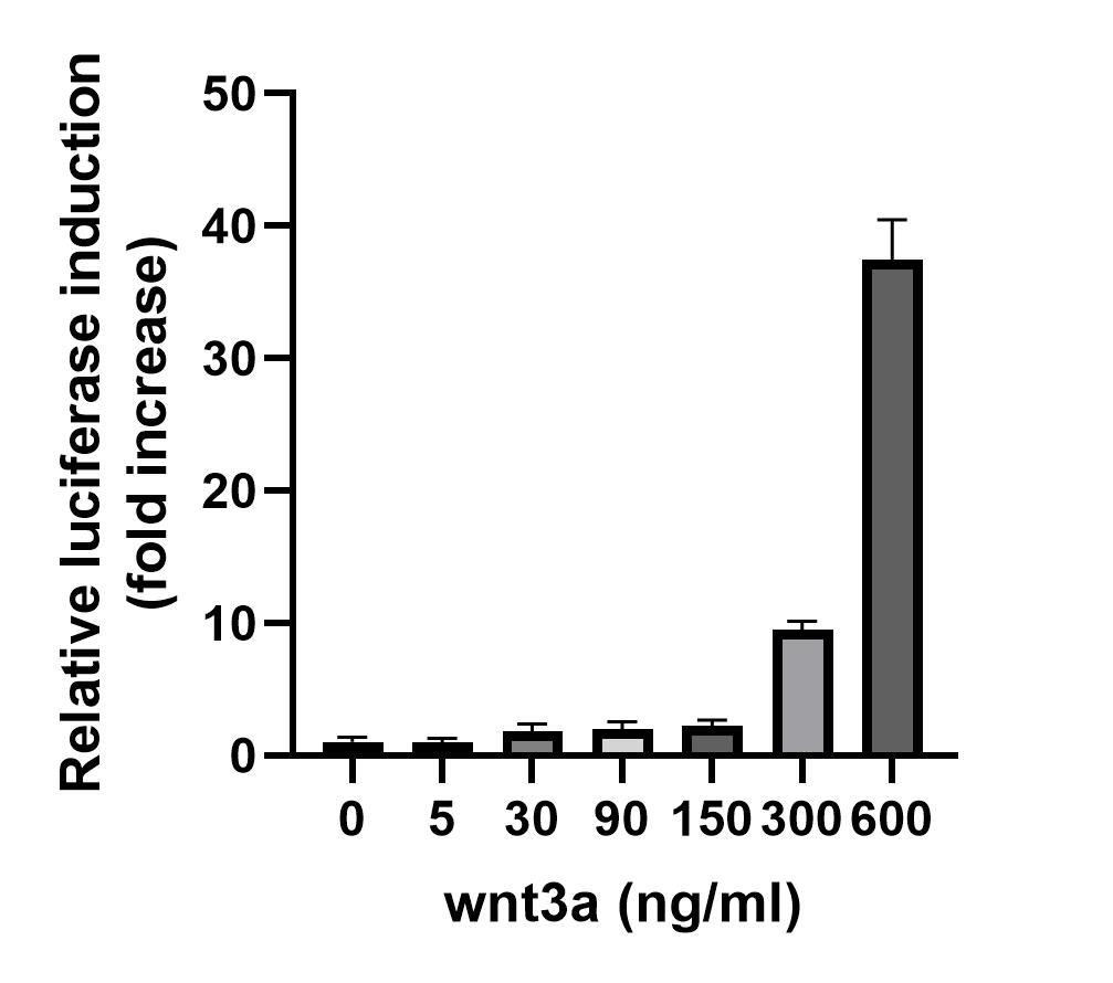 Recombinant Human Wnt-3a Protein (5036-WN) | Bio-Techne