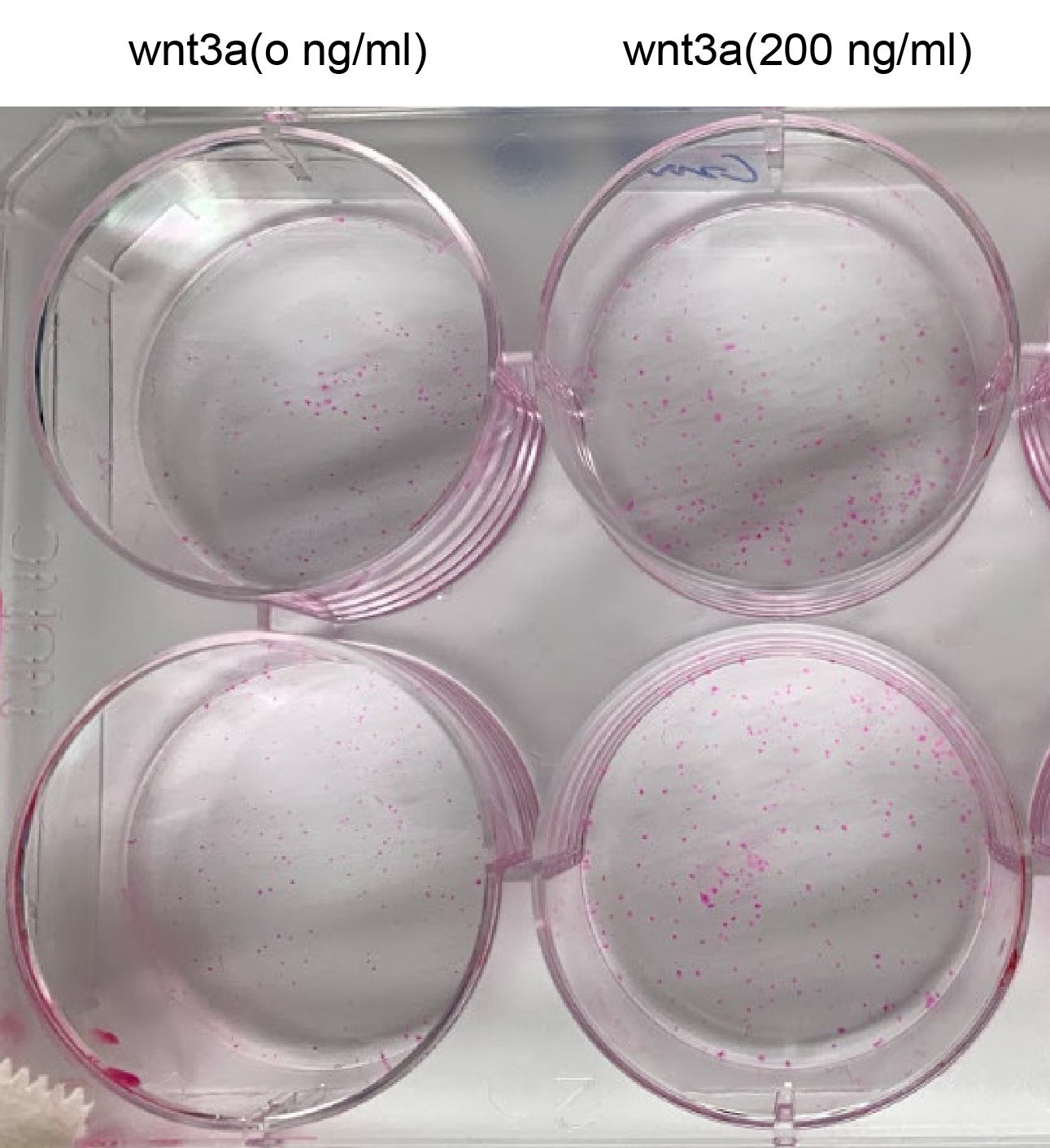 Recombinant Human Wnt-3a Protein (5036-WN) | Bio-Techne