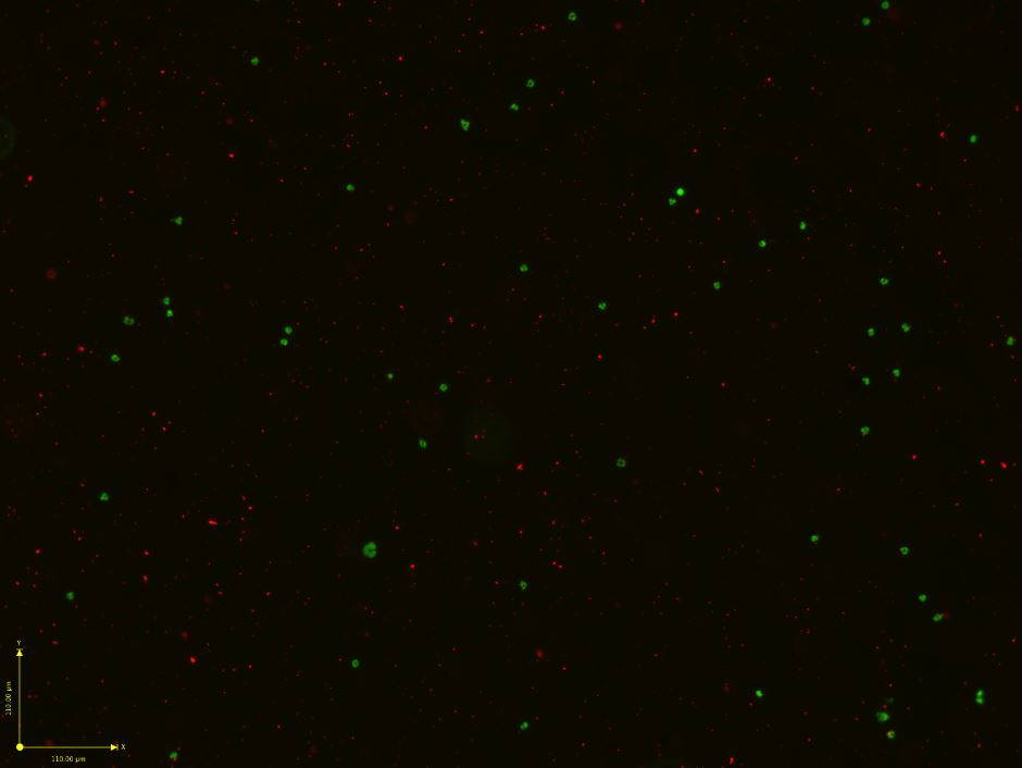 Normal Rabbit IgG Control (AB-105-C) | Bio-Techne