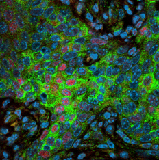 Mouse PD-L1/B7-H1 Antibody (AF1019) | Bio-Techne