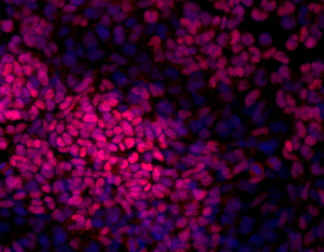 Human/Mouse Brachyury Antibody (AF2085) | Bio-Techne