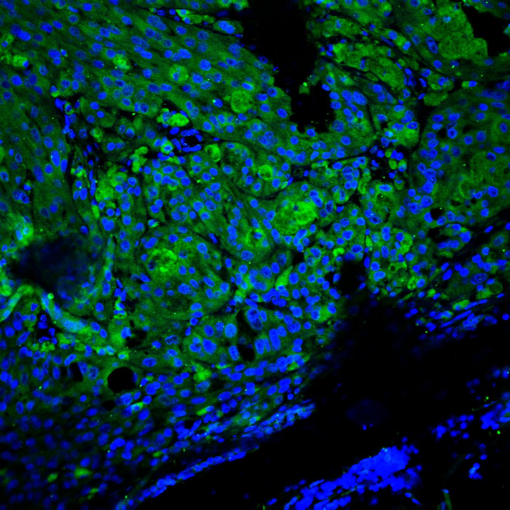 Human Siglec‑10 Antibody (AF2130) | Bio-Techne