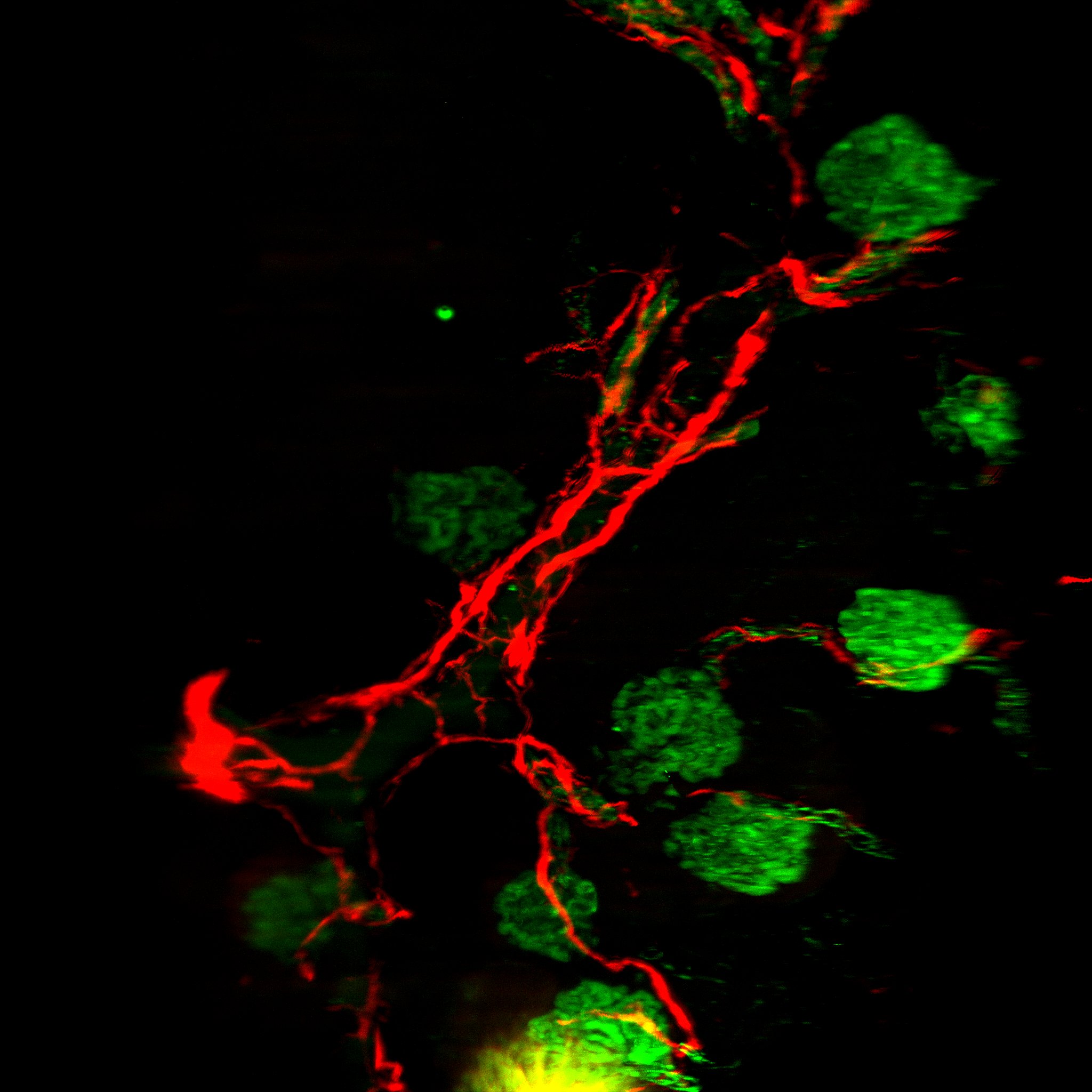 Human/Mouse/Rat CD31/PECAM‑1 Antibody (AF3628) | Bio-Techne
