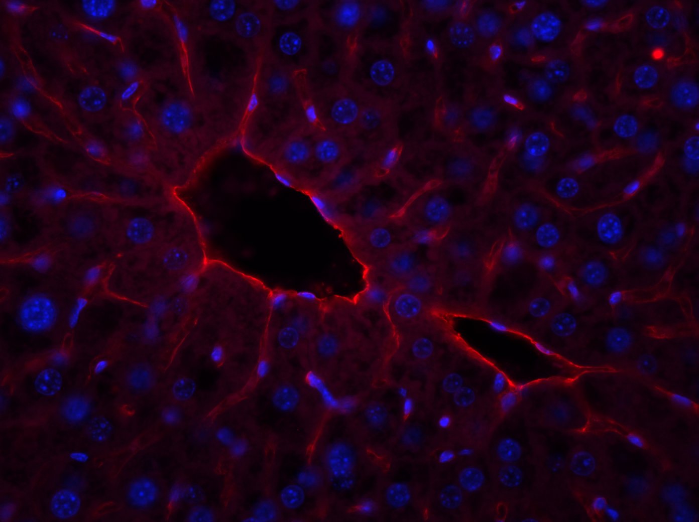 Human/Mouse/Rat CD31/PECAM‑1 Antibody (AF3628) | Bio-Techne