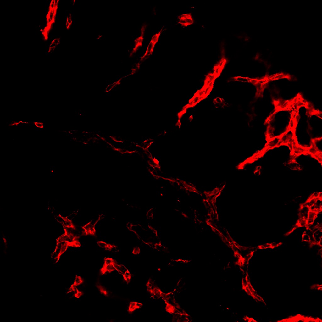 Human/Mouse/Rat CD31/PECAM‑1 Antibody (AF3628) | Bio-Techne