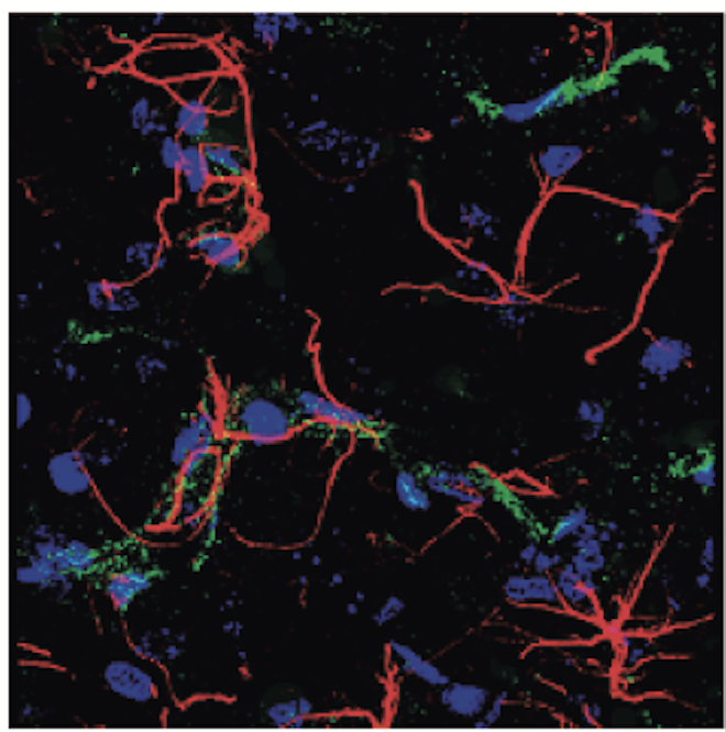 Human/Mouse/Rat CD31/PECAM‑1 Antibody (AF3628) | Bio-Techne