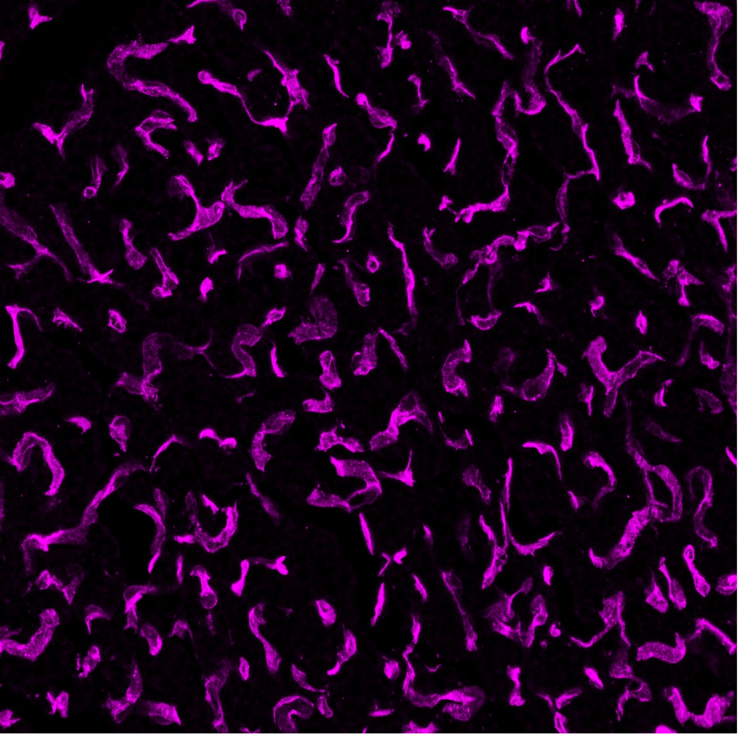Human/Mouse/Rat CD31/PECAM‑1 Antibody (AF3628) | Bio-Techne