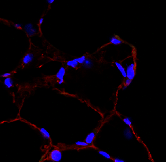 Human/Mouse/Rat CD31/PECAM‑1 Antibody (AF3628) | Bio-Techne