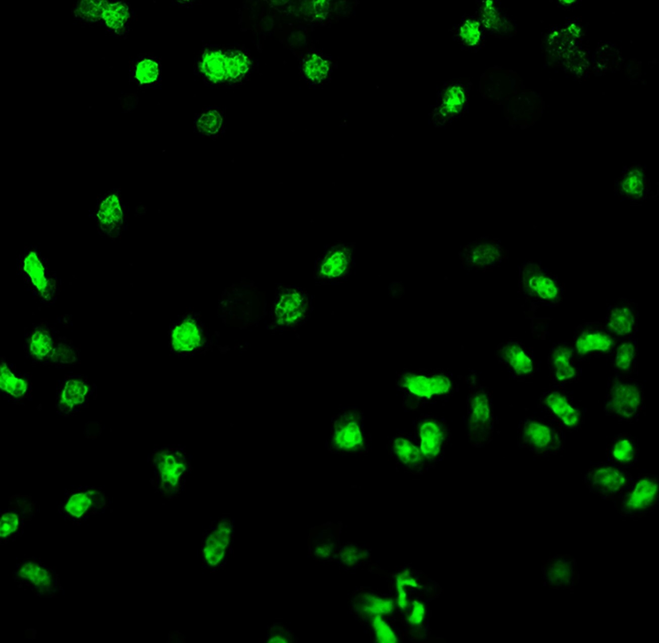 Human/Mouse Myeloperoxidase/MPO Antibody (AF3667) | Bio-Techne