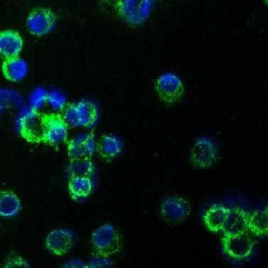 Human/Mouse Myeloperoxidase/MPO Antibody (AF3667) | Bio-Techne