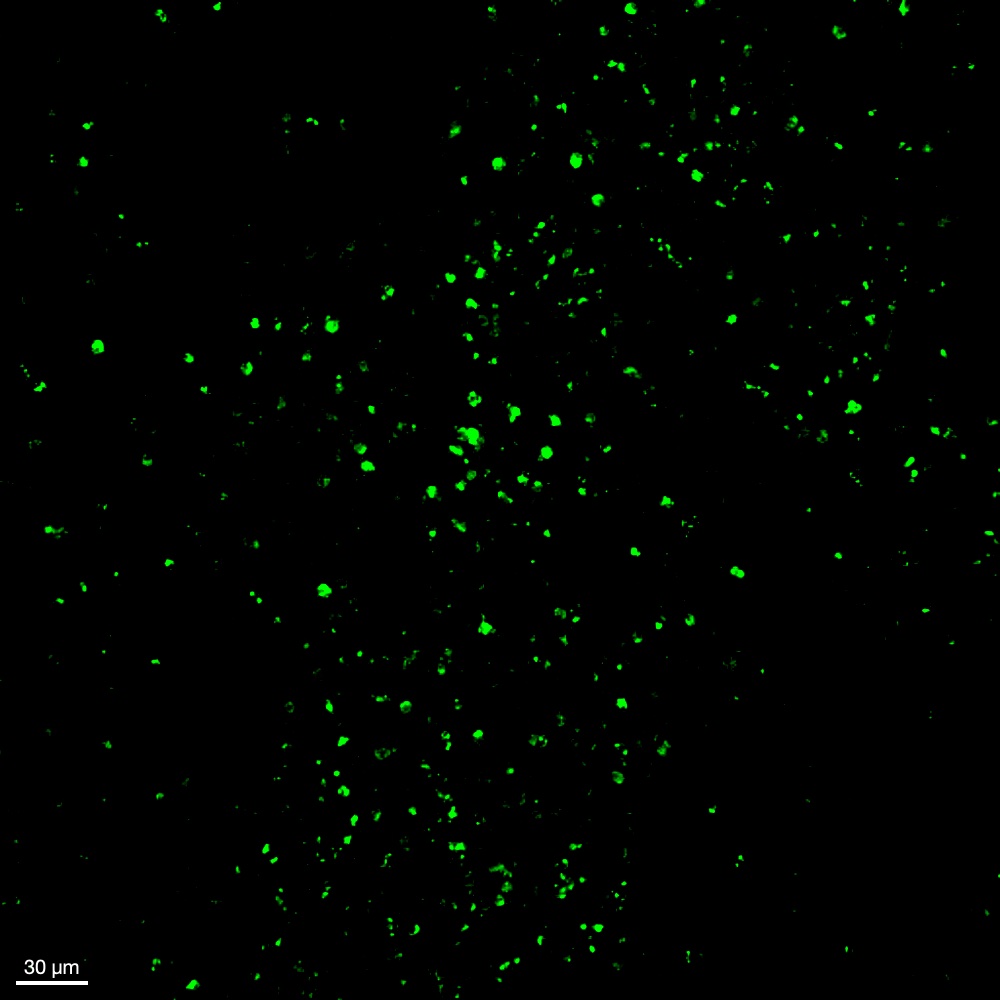 Human/Mouse Myeloperoxidase/MPO Antibody (AF3667) | Bio-Techne