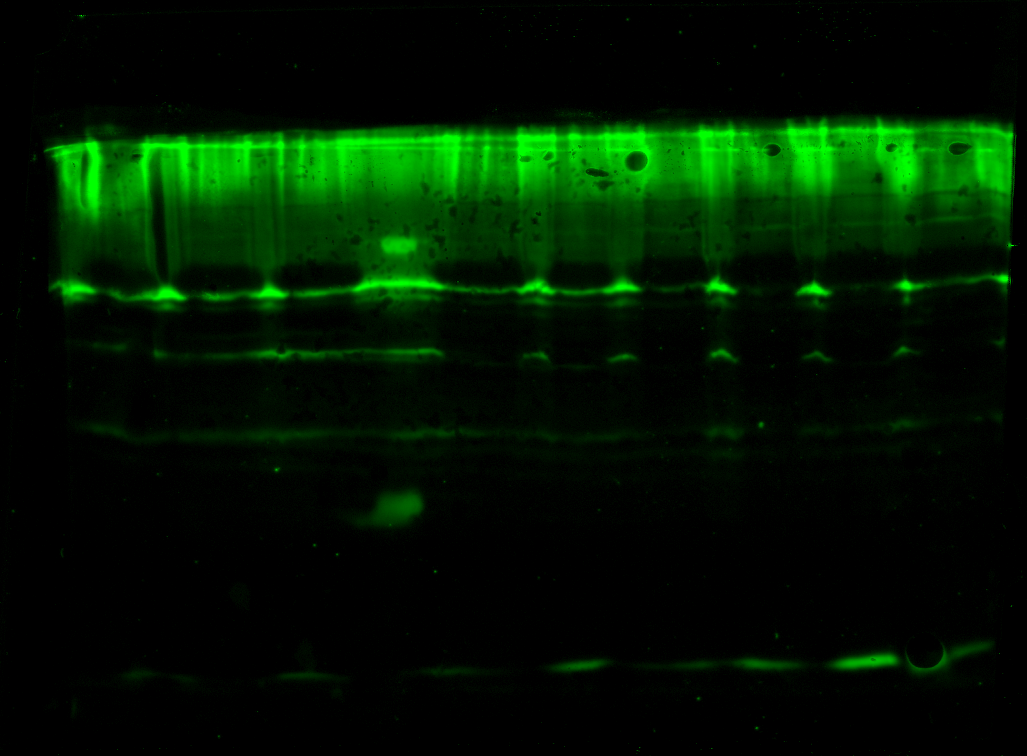 Human/Mouse/Rat Golgi Glycoprotein 1/GLG1 Antibody (AF7879) | Bio-Techne