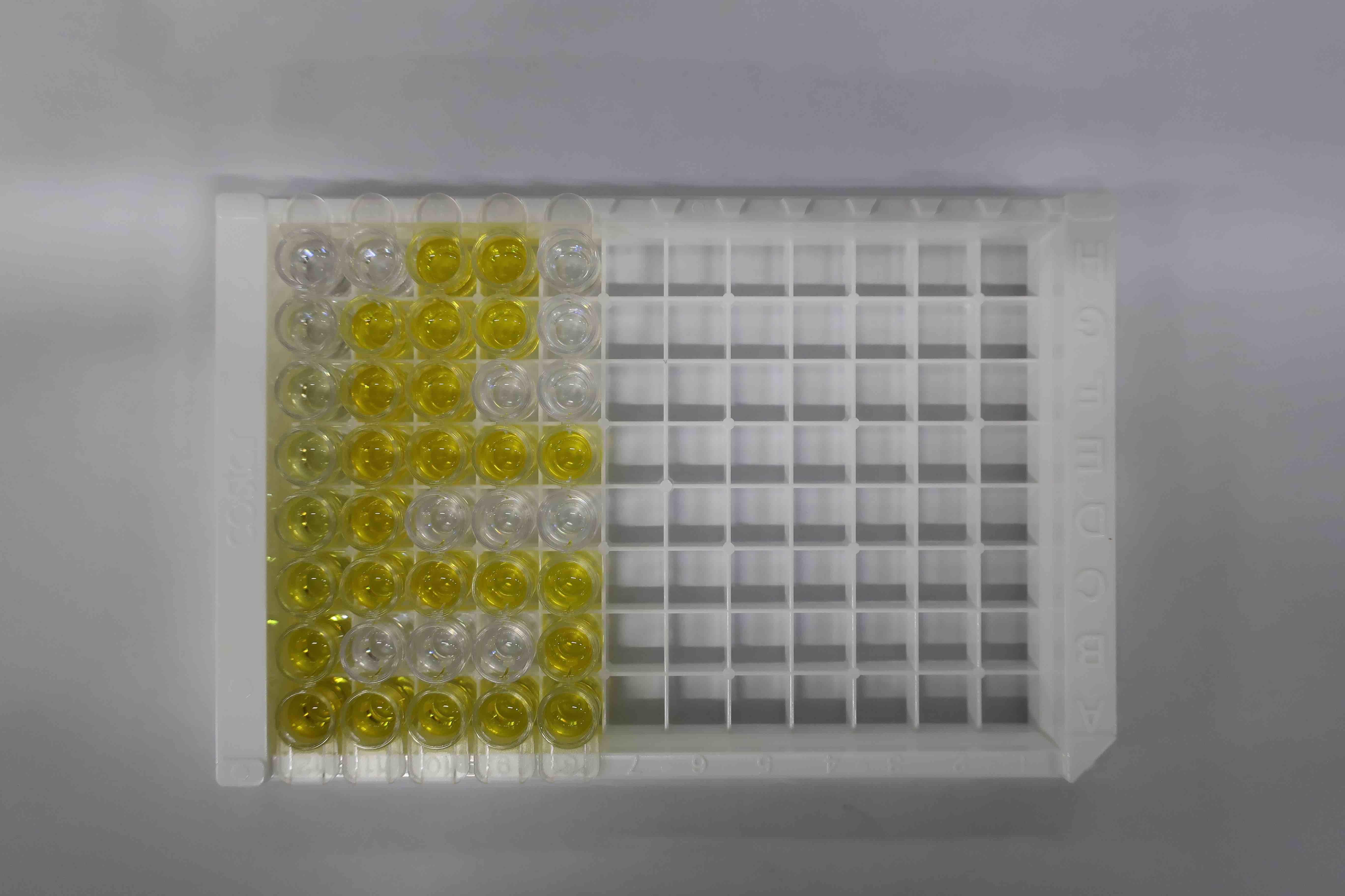 Hyaluronan Quantikine ELISA Kit (DHYAL0) | Bio-Techne