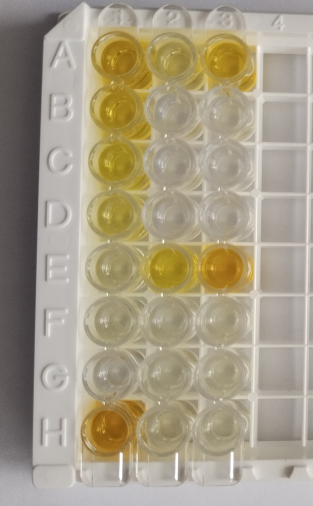 Hyaluronan Quantikine ELISA Kit (DHYAL0) | Bio-Techne