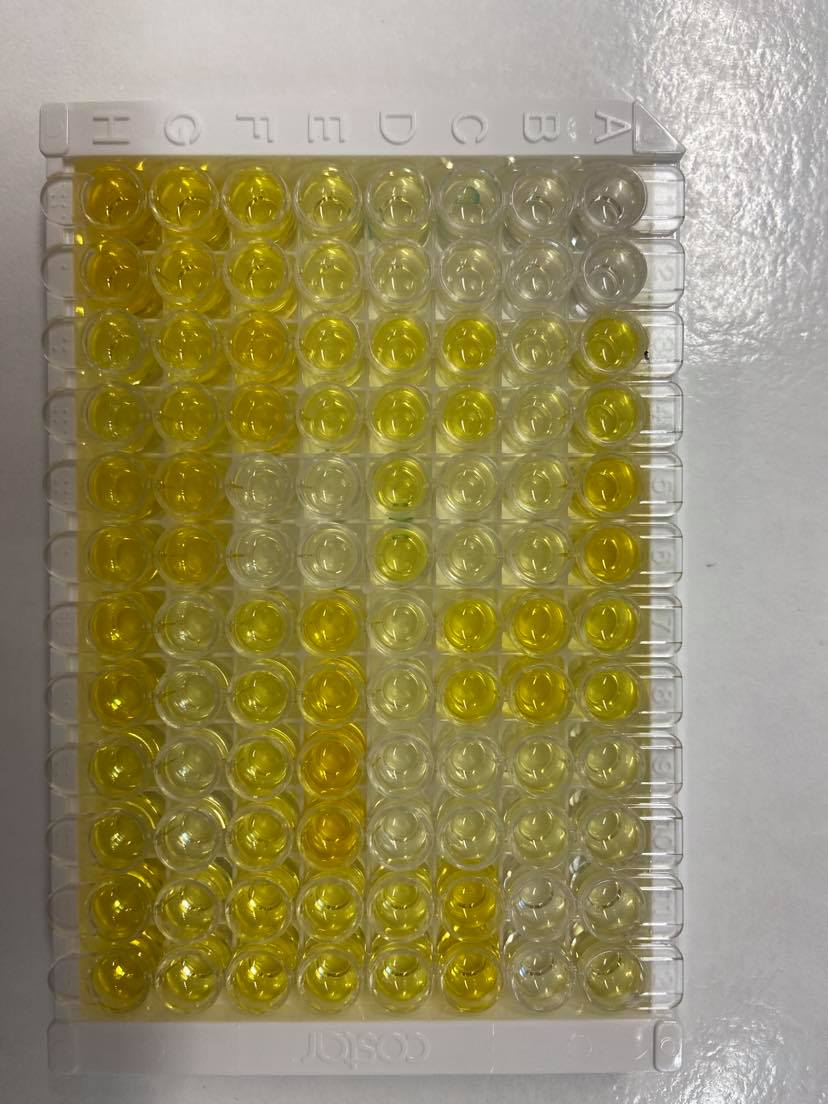 Human Leptin Quantikine ELISA Kit (DLP00) | Bio-Techne