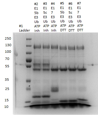 Recombinant Human UbcH5b/UBE2D2 Protein, CF (E2-622) | Bio-Techne