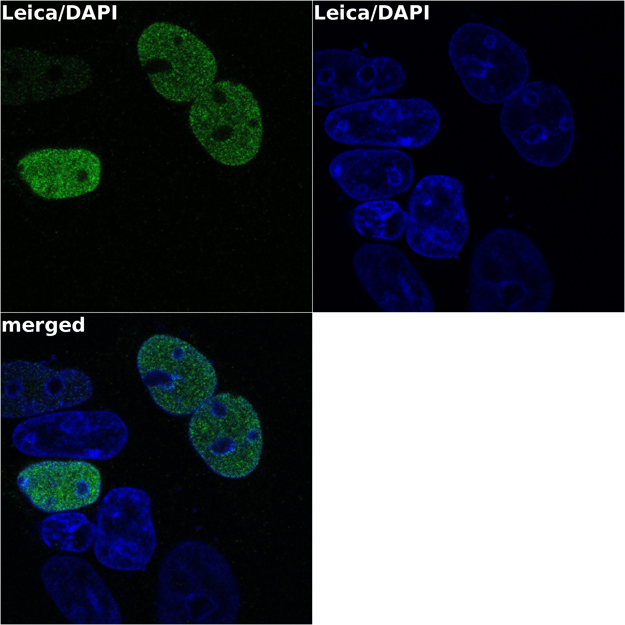 NanoLuc® (Nluc) Luciferase Antibody (MAB100261) | Bio-Techne