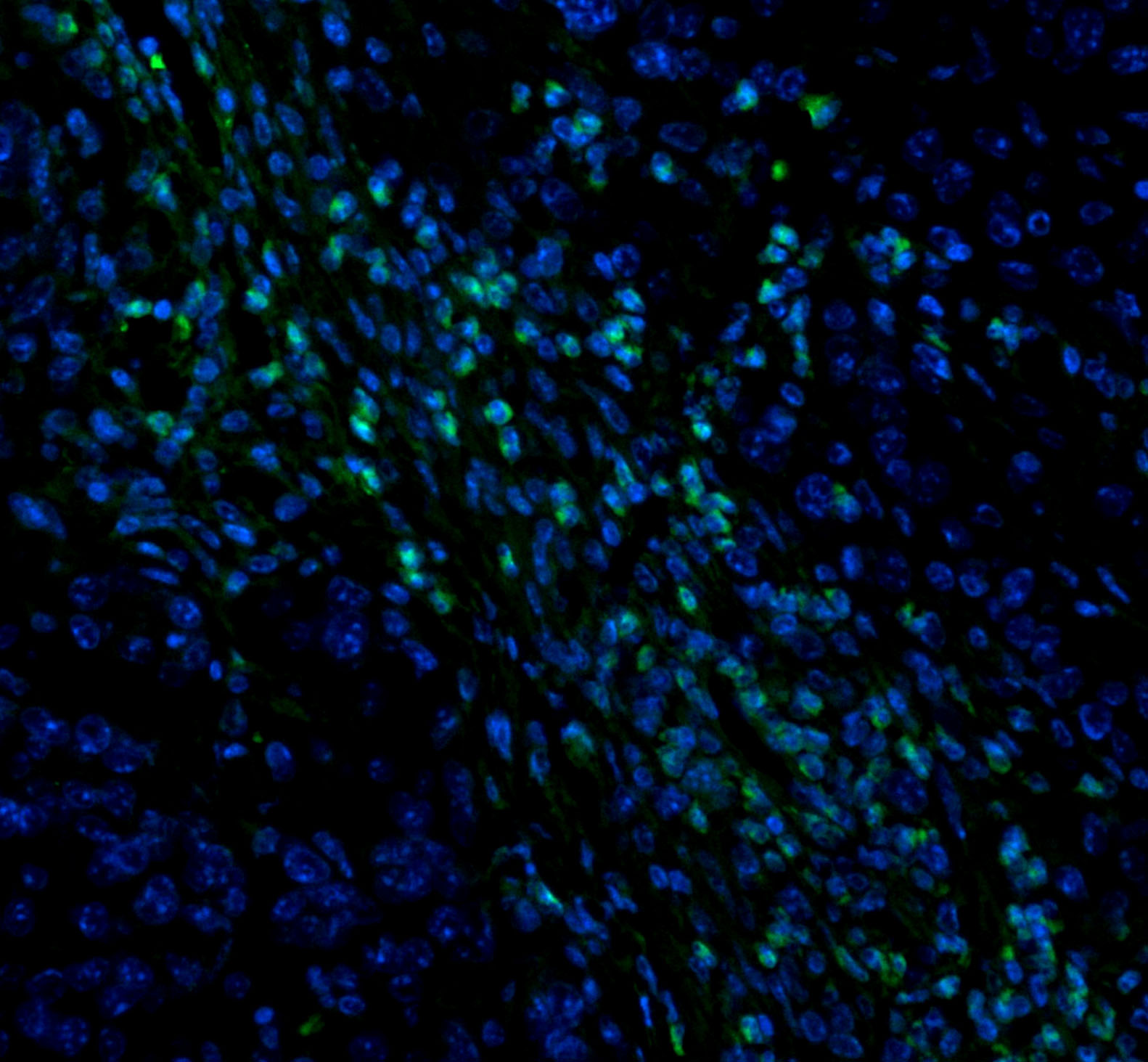 Mouse CD8 alpha Antibody (MAB116) | Bio-Techne